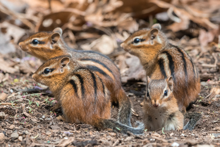 Vote for Chipmunk Family Photo | IMAGES 2018 Juried Photography Show