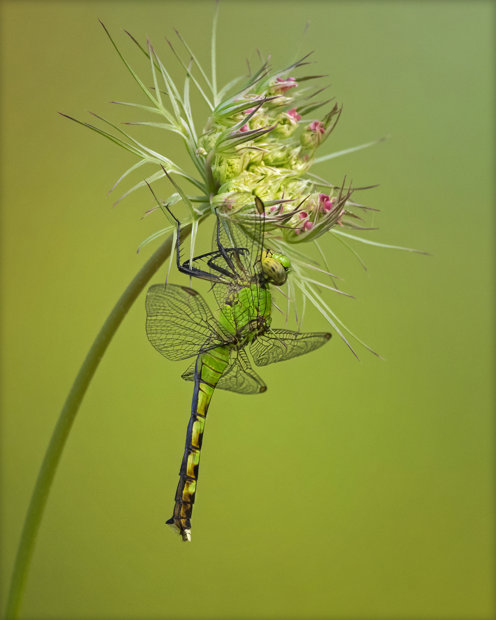 Vote for Delicate Dragon | IMAGES 2018 Juried Photography Show