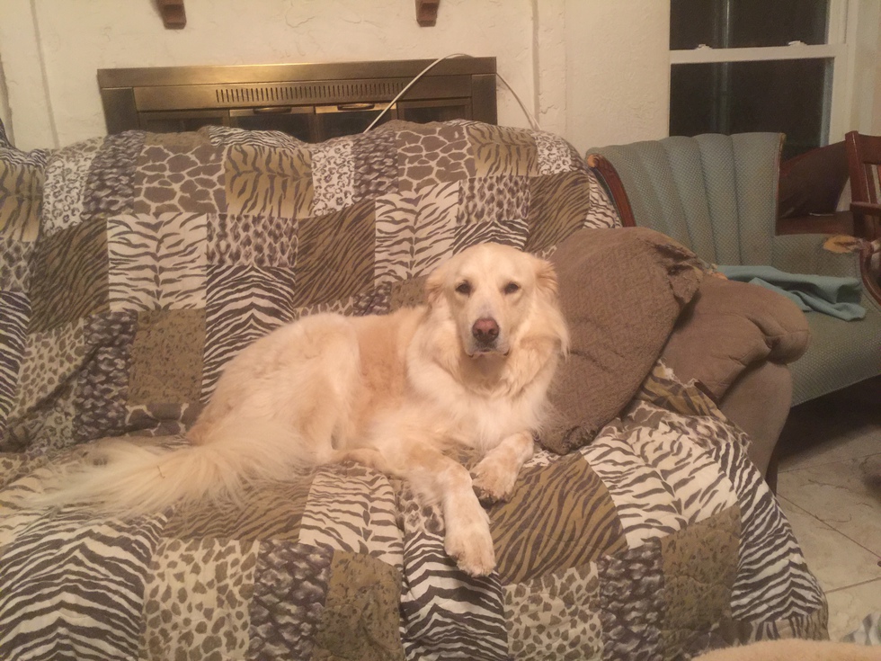 Vote for CLOONEY | 2018 Golden Paw Awards Rescue Dog Contest