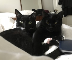 Vote for Lysander and Madame Merle | Cutest Pet Photo Contest