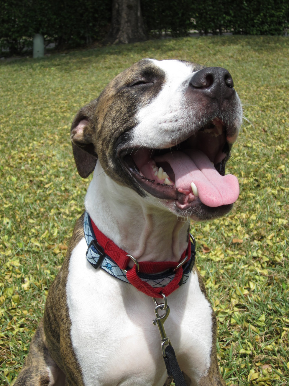 Vote for Mighty Chewbacca | The Secret Life of Dogs