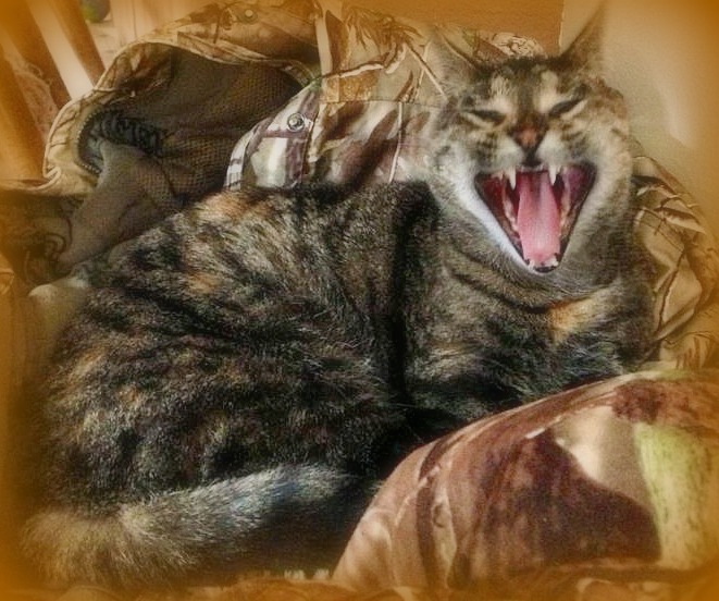Vote for Snuggles | Hot Dogs, Cool Cats Pet Photo Contest