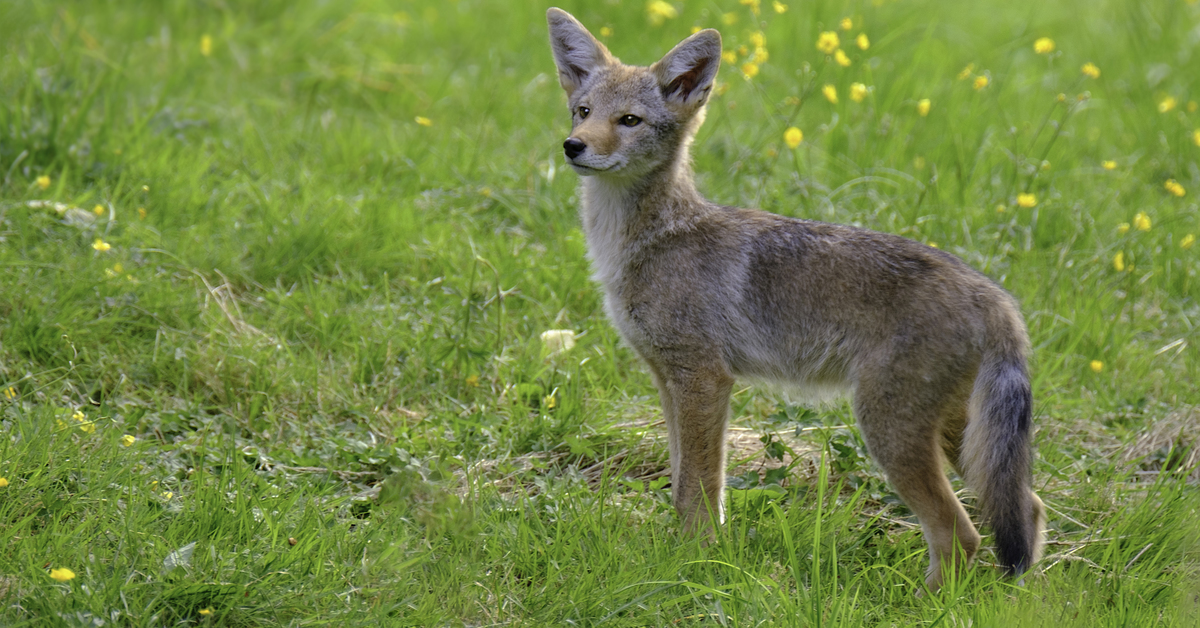 BC SPCA | Wildlife-In-Focus