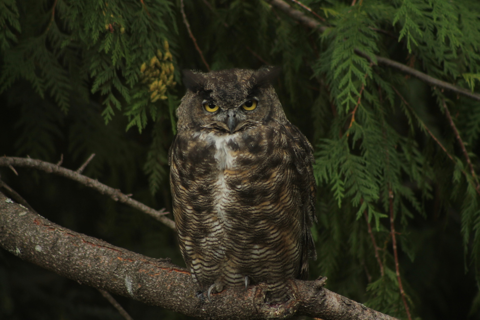 Vote for Island Owl | Wildlife-In-Focus