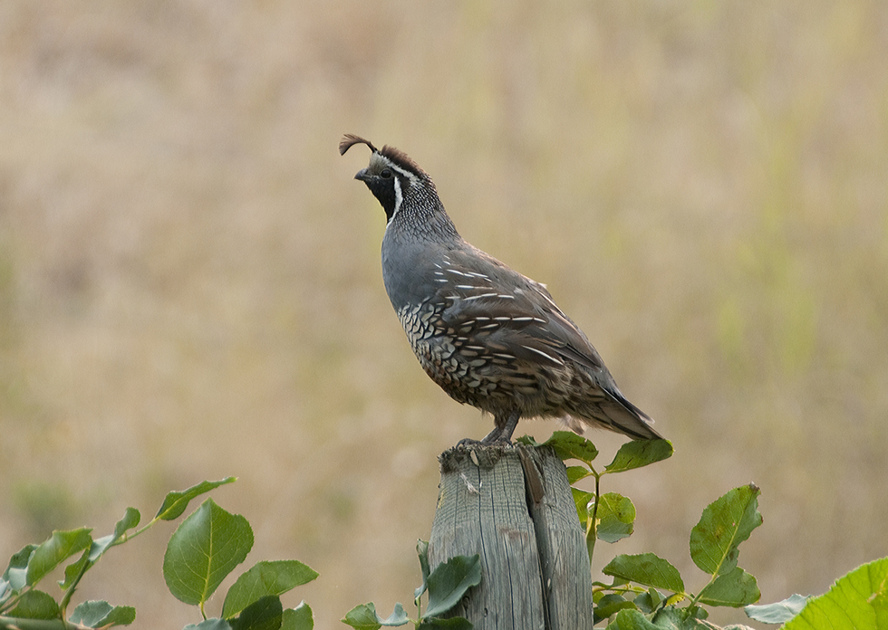 Vote for Male Quail on Guard | Wildlife-In-Focus