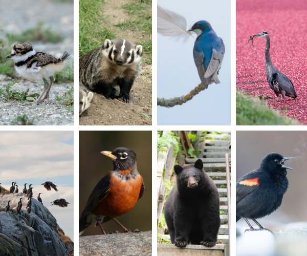 BC SPCA | Wildlife-In-Focus