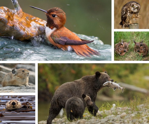 BC SPCA | Wildlife-In-Focus