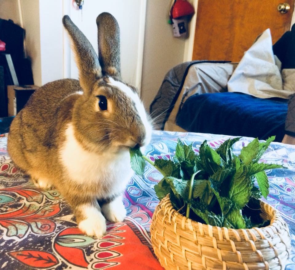 Vote for Orlando | Happy Healthy Rabbit Photo Contest