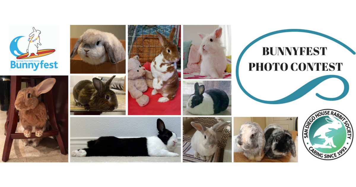 San Diego House Rabbit Society | Bunnyfest 2018 Photo Contest