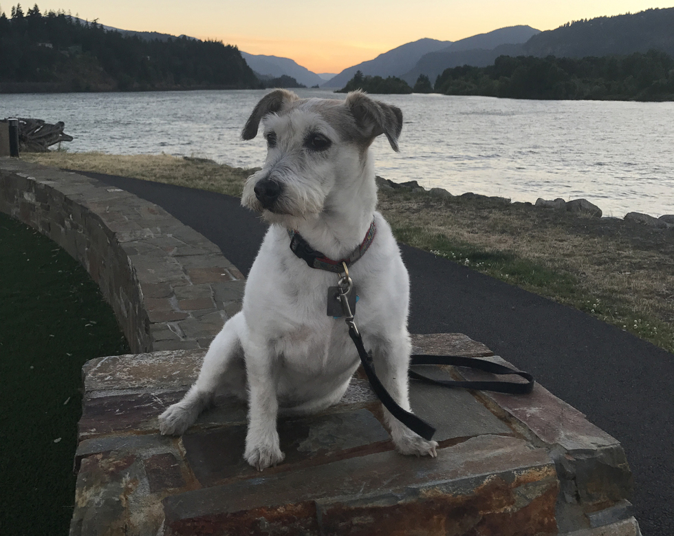 Vote for Murdock | The HRAAD Art of Bark Rescue Dog Photo Contest