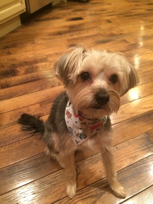 Vote for Rory | Pixel Pets