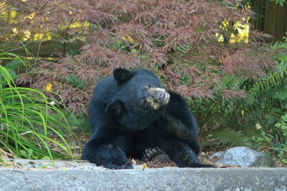 Vote for Backyard Bear | Wildlife-In-Focus