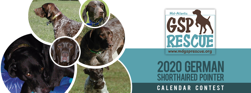 Mid-Atlantic GSP Rescue | 2020 GSP Rescue Calendar Contest