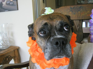 Vote for Jade Fowler | 2020 Pet Calendar Fundraiser