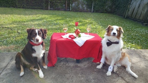 Vote for Piper and Hendrix | Halifax Humane Society's 2019 Best Friend ...