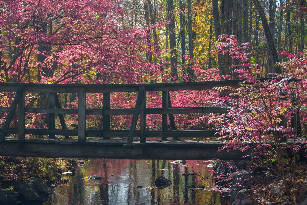 Vote for Wooden Bridge over Ringwood Brook at autumn | Ringwood State ...