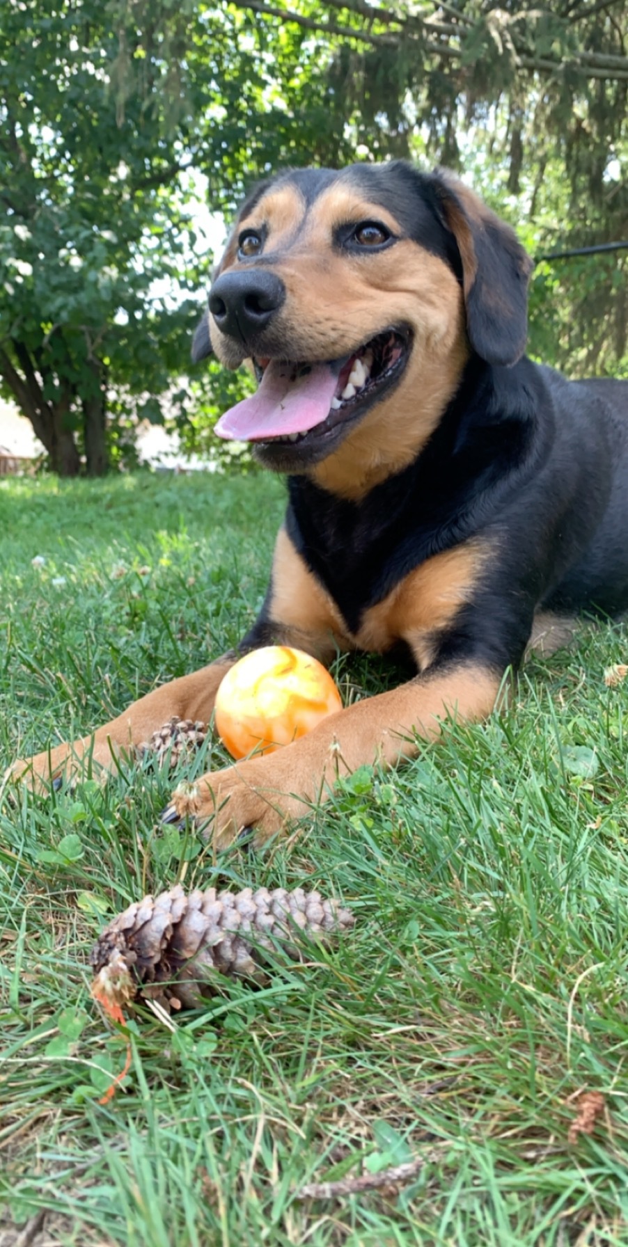 Vote for Chipper | Helping Hounds Dog Rescue Mascot of the Year Rescue ...