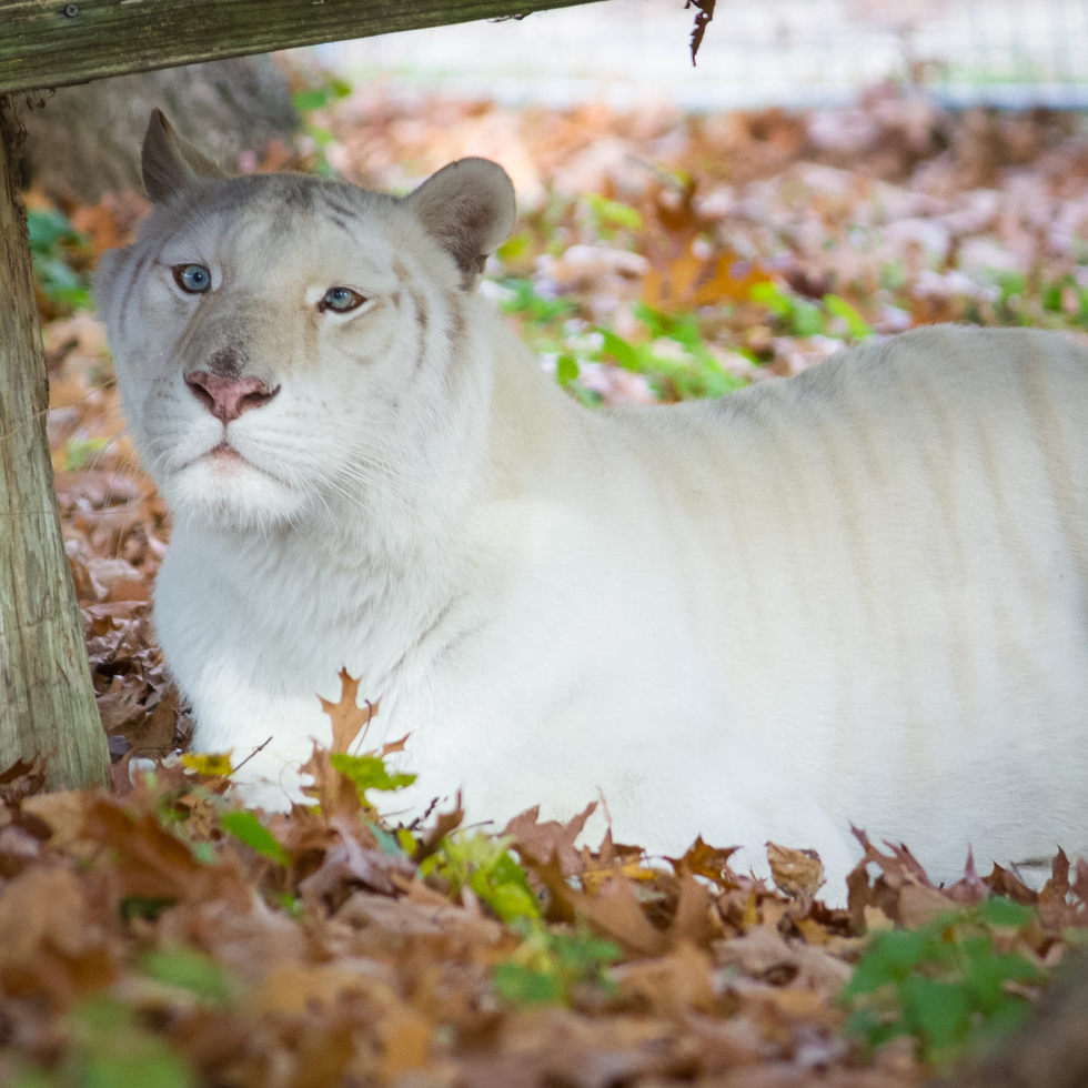 Vote for Princess Shakira II | Refuge Royalty