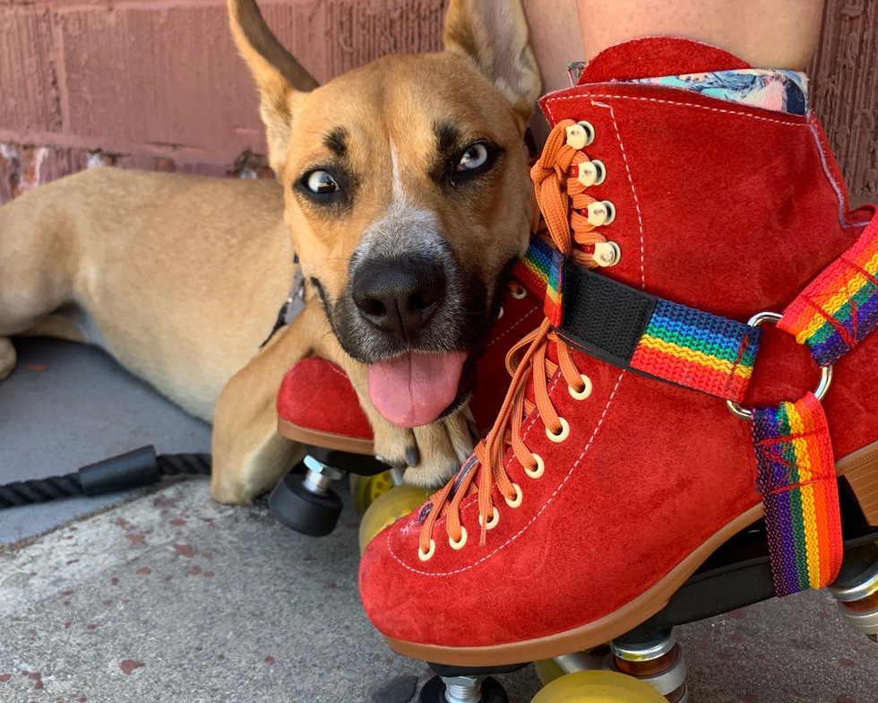 Vote for Pip | 2020 Rescue Dog Calendar Photo Contest