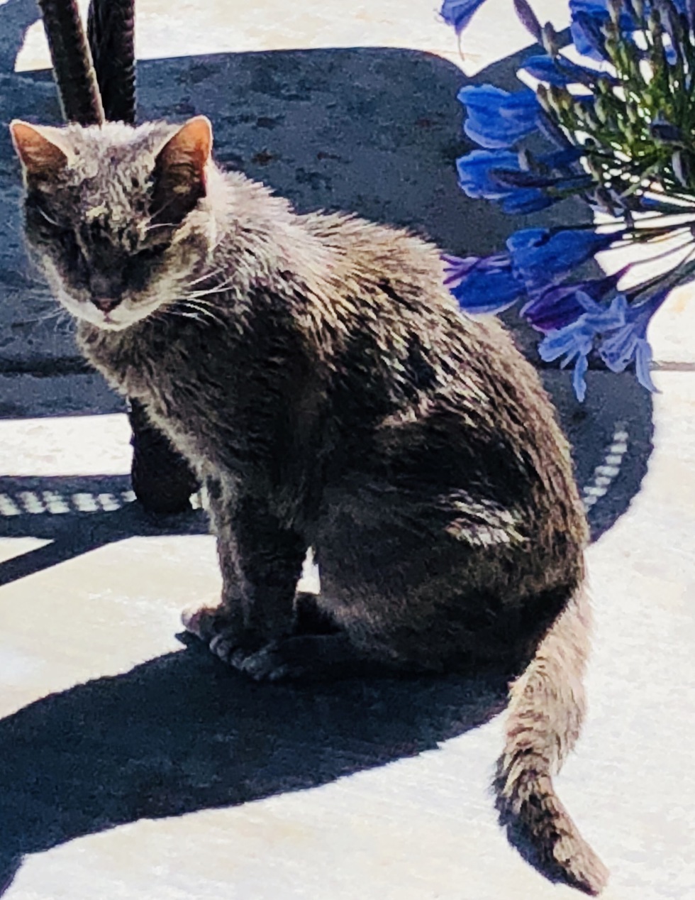 Vote for Lizzy | Animal Friends of the Valleys 2020 Weekly Planner Contest!