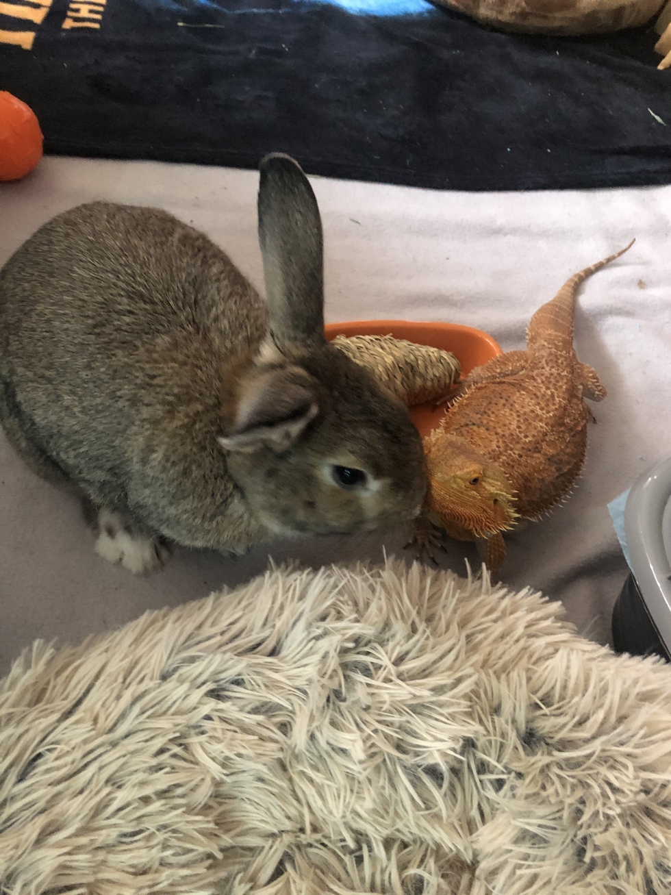 Vote for Houdini the rabbit; Toothless the bearded dragon | 2021 Photo ...