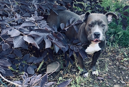 Vote for Kissy Koo The “Baby Hippo” | Wylie Animal Rescue Foundation ...