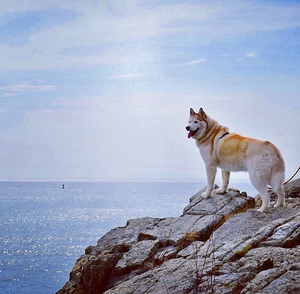 Vote for Rave | Forever Husky 2020 Calendar Photo Contest