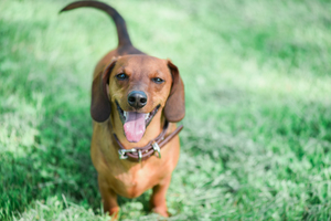 Vote for Arlo | 2021 Calendar Photo Contest