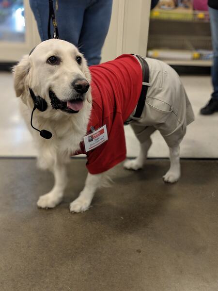 Vote for Jake “From State Farm” | Coolest Dog in the Erie Area