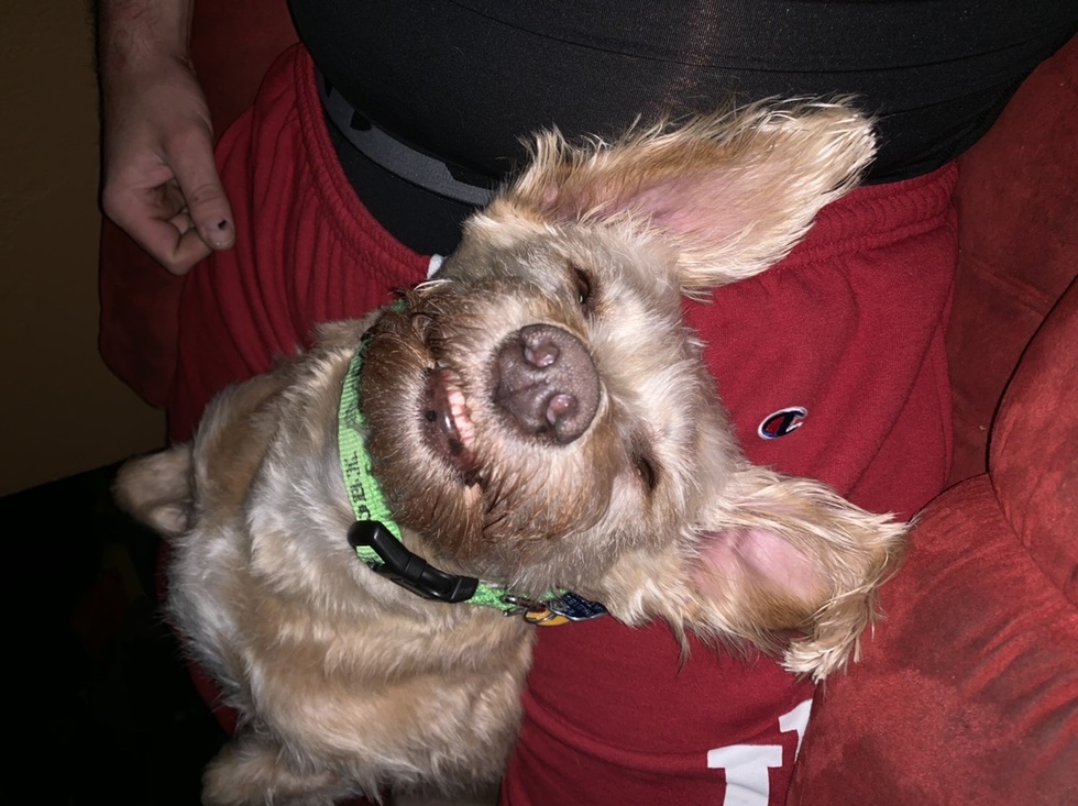 Vote for Jake From State Farm | Coolest Dog in the Erie Area