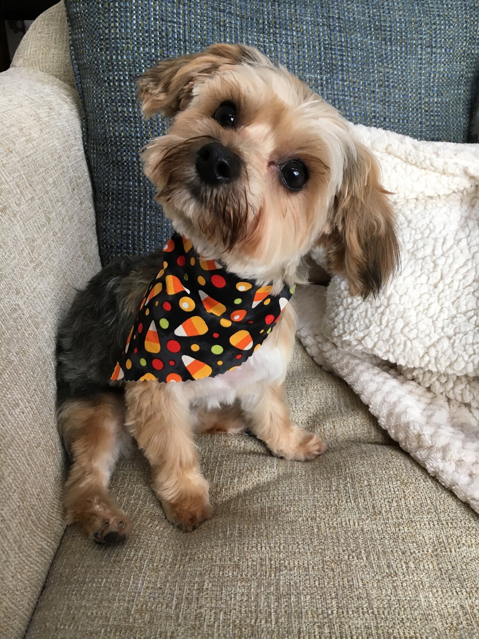 Vote for Ludo | Coolest Dog in the Erie Area