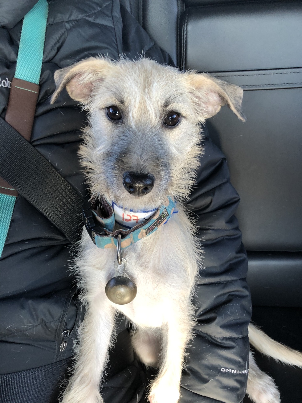 Vote for Benson | Lifeline Puppy Rescue Alumni Photo Contest