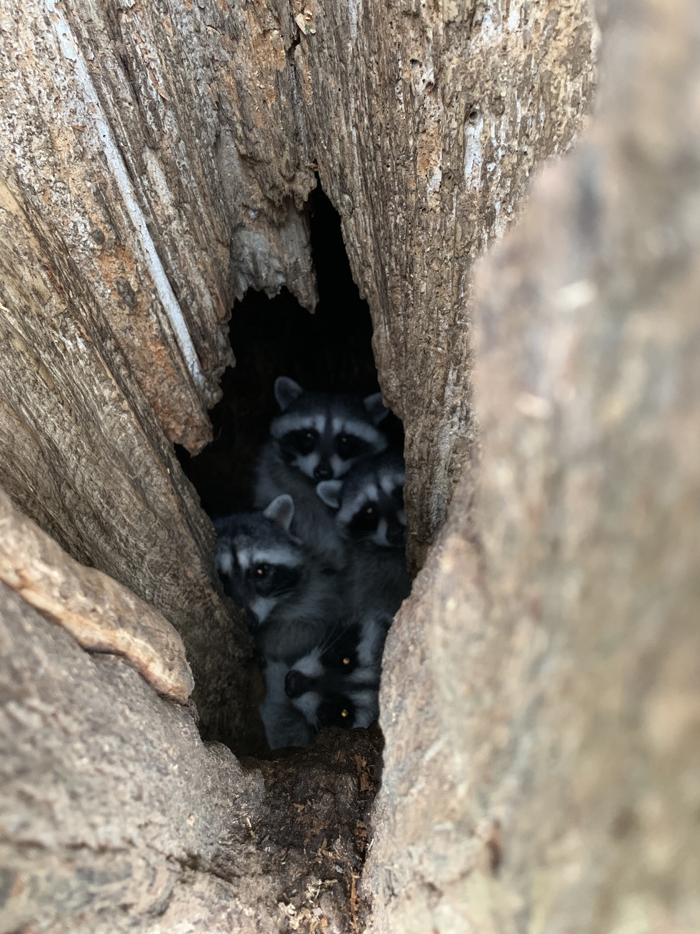 Vote for Bandit house | Wildlife-In-Focus