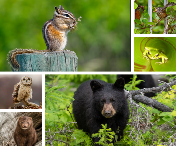 BC SPCA | Wildlife-In-Focus