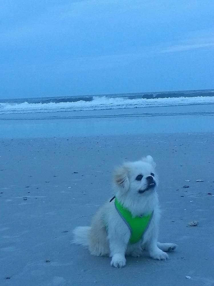 Vote for Bugsy | HSC's Beach Body Hottie Photo Contest