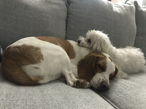 Vote for Ollie (with sister Nala) | 2021 Triangle Beagle Rescue ...