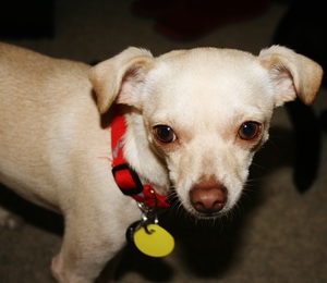 Vote for Tinkerbell | Ugliest and Cutest Dog Contest