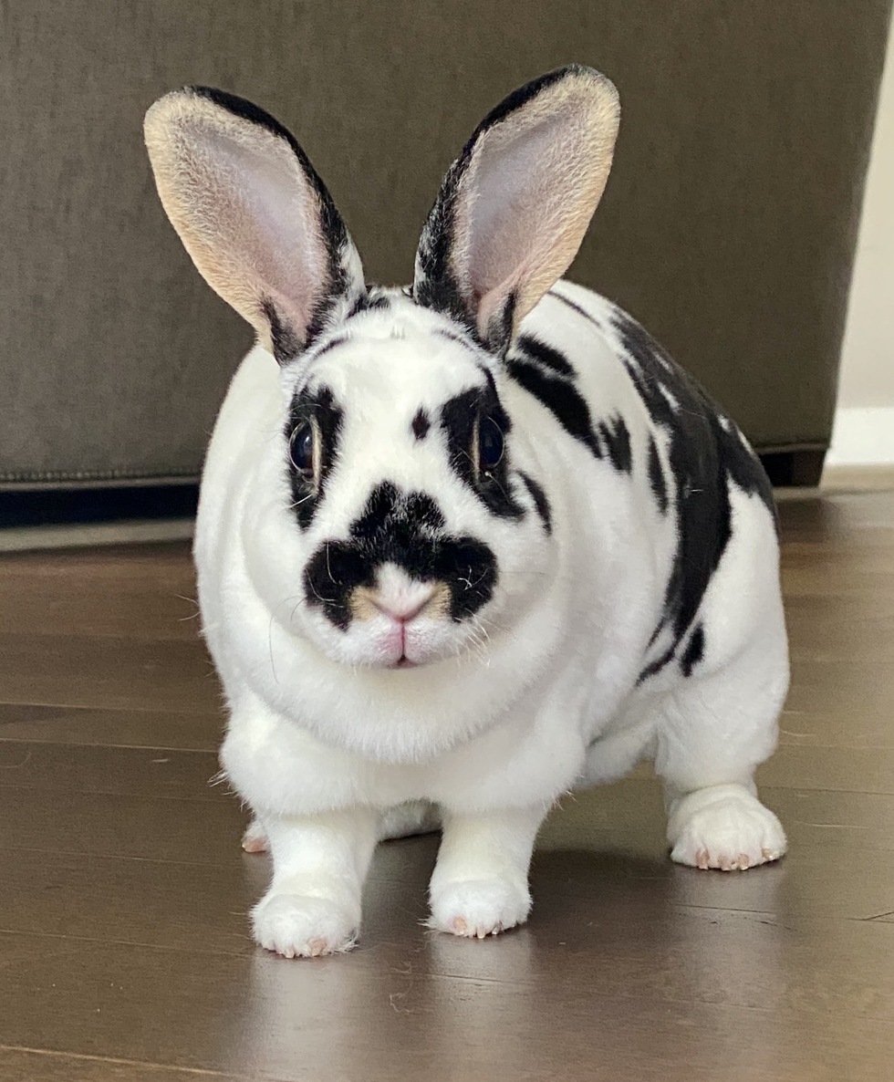 Vote for Noora | Rabbit Rescue of MN 2021 Calendar Contest