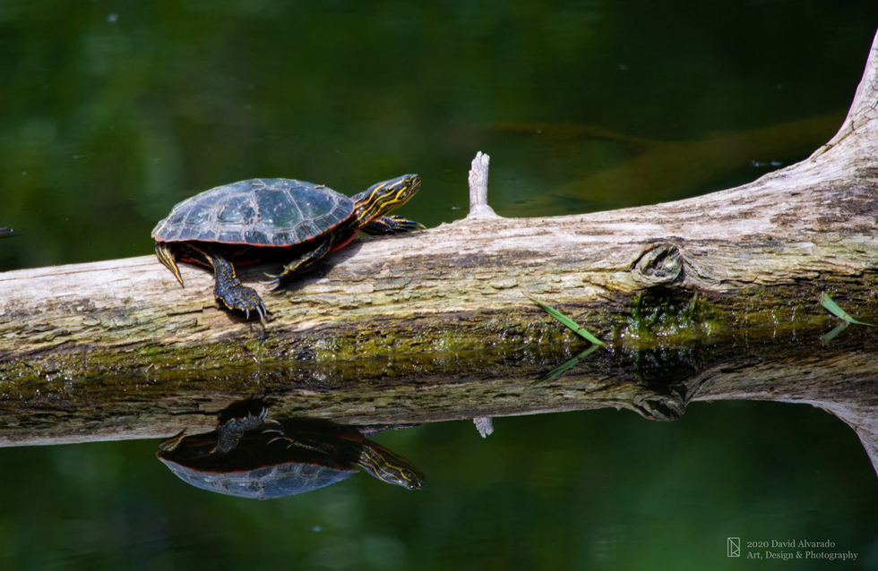 Vote for Sun Bathing Turtle | Hudson Gardens' 2020 Photo Contest