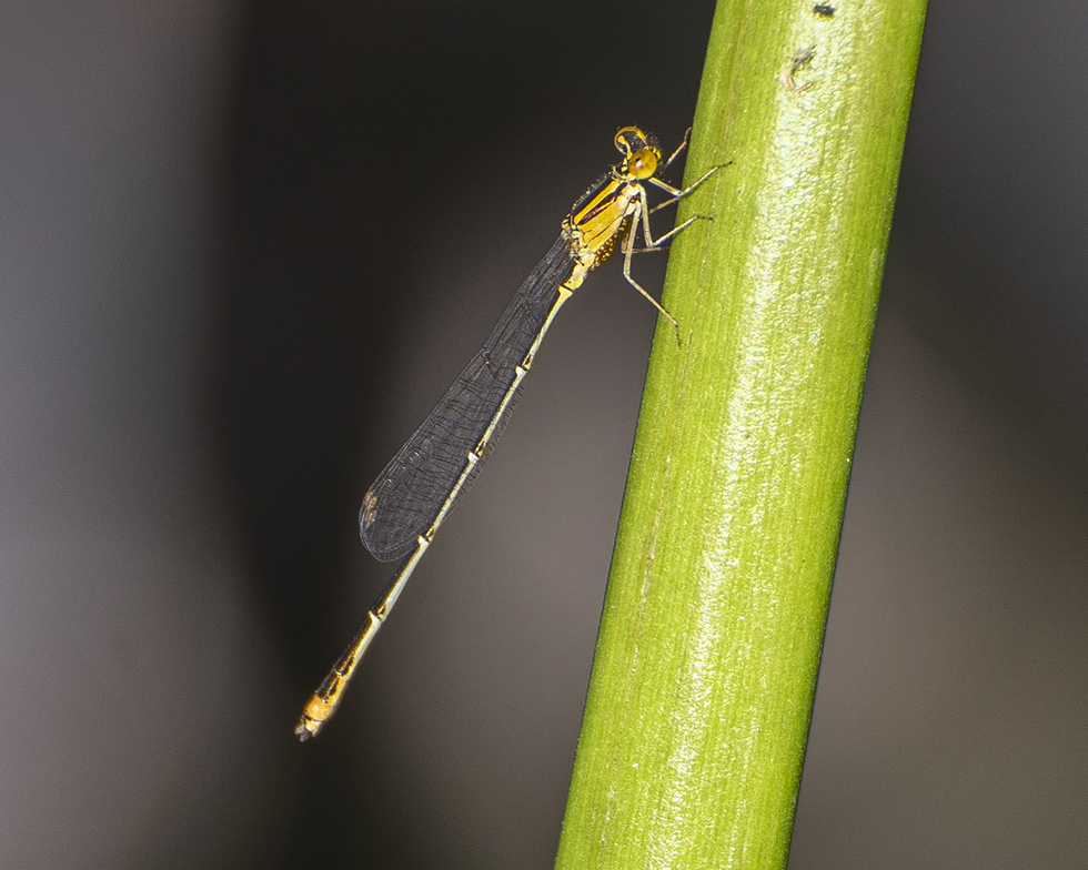 Vote for Orange Damselfly | Hudson Gardens' 2020 Photo Contest