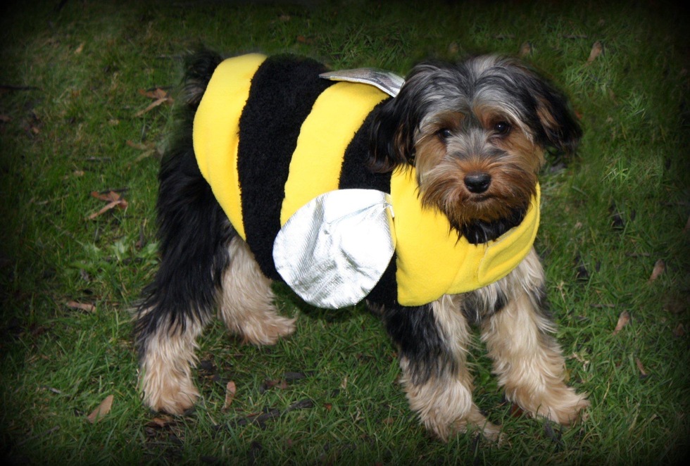 Vote for Ruby | TLC’s Cutest Pet Contest
