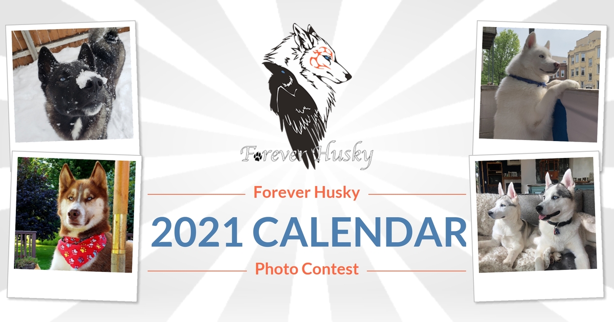 Forever Husky | Forever Husky 2021 Calendar Photo Contest
