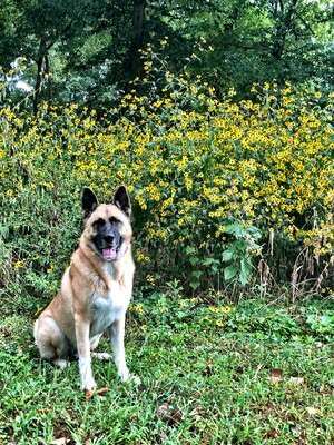Vote for Gregor | 2021 Dogs XL Photo Calendar Contest