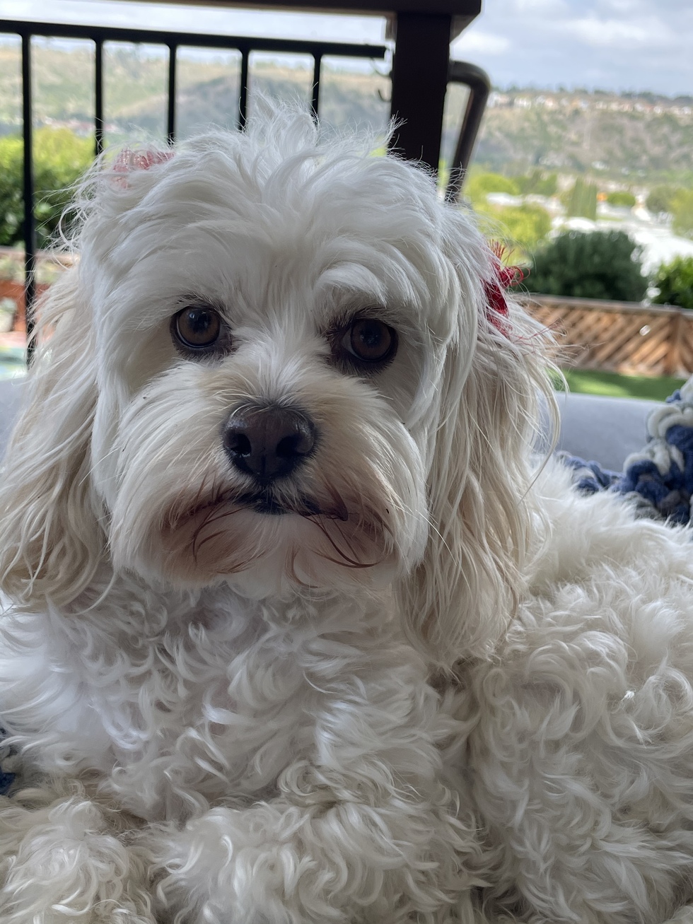 Vote for Pebbles | 2022 Photo Fundraiser