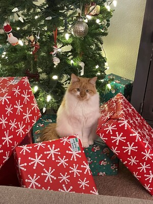Vote for Mabel | Pets of Humboldt Holiday Photo Contest