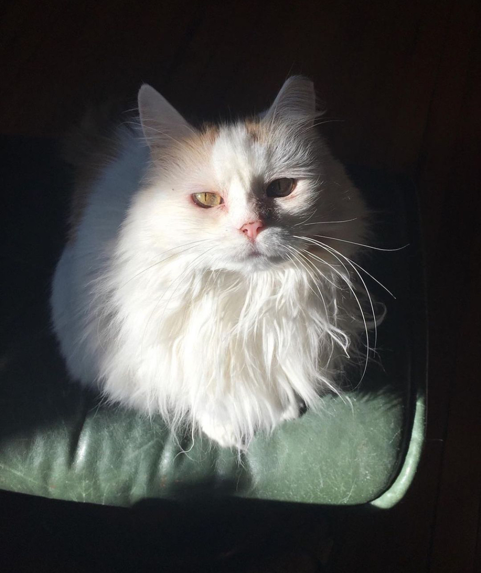 Vote for Blanche | Cutest Pet Photo Contest