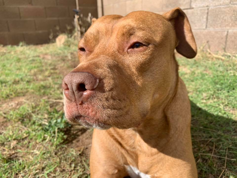 Vote for Nogi | Good Vibes Photography & Lost Our Home Calendar Contest