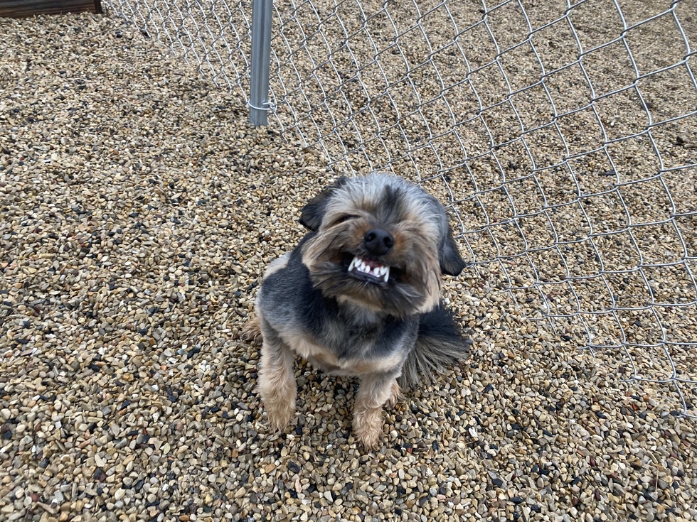 Vote for Puddy | Cutest Pet Photo Contest