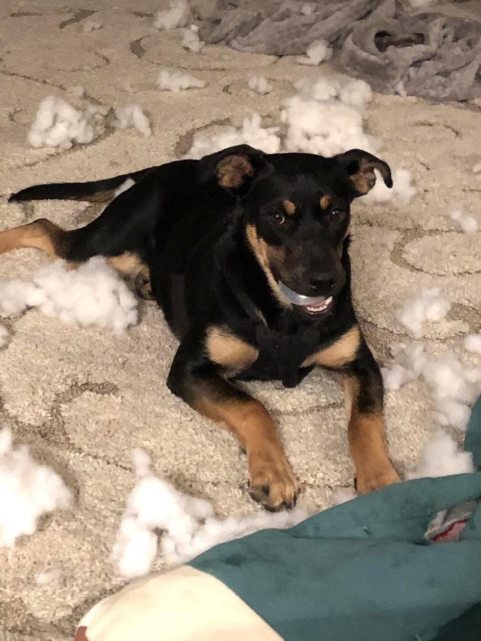 Vote for Willa | Lifeline Puppy Rescue Alumni Photo Contest