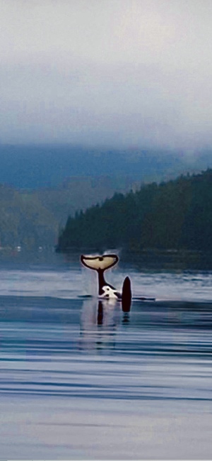 Vote for Orca play | Wildlife-in-Focus